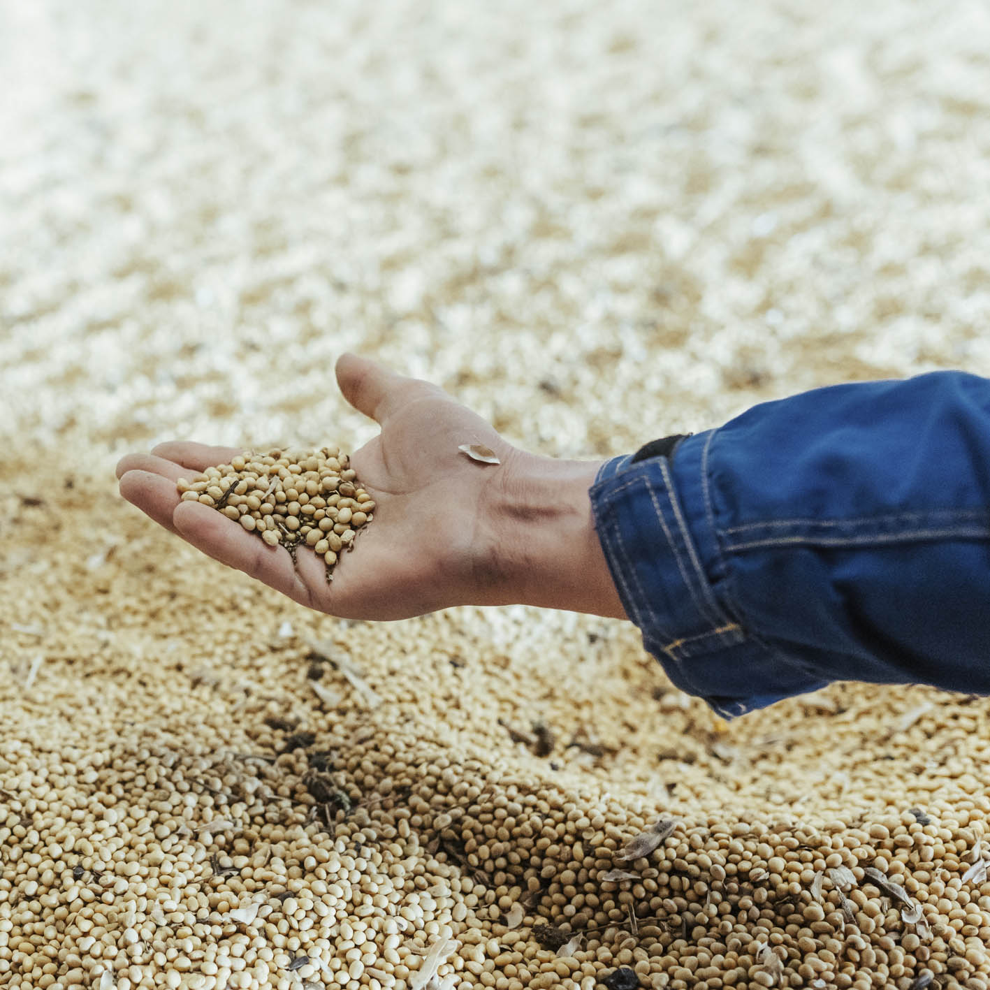East Grain Hungary Kft. Támogatja a teljes termelési folyamatot, a vetéstől az aratásig!
